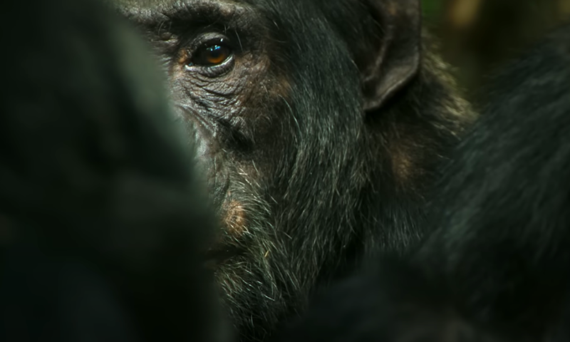 The Surprising Empathy of Netflix’s “Chimp Empire” - Nautilus