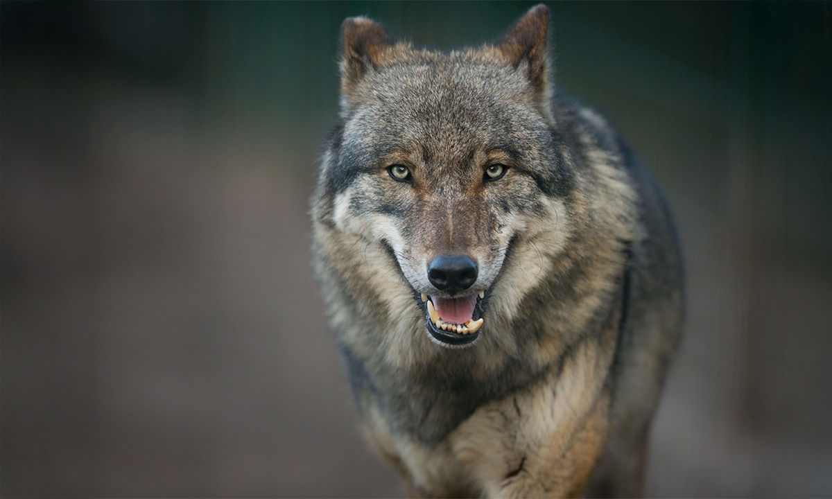 Wolves Caught on Camera Fishing for the First Time