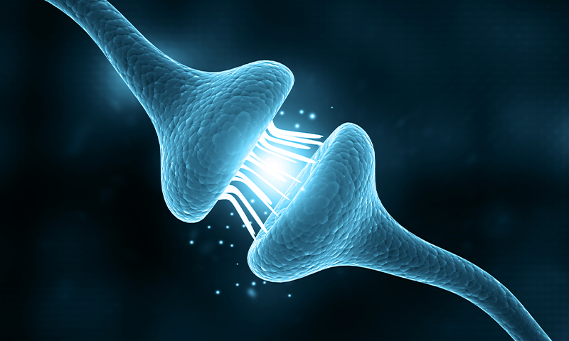 Communication Breakdown in the Brain - Nautilus