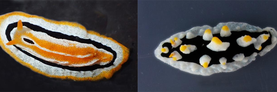 New Sea Slug Species or Gummy Candy? - Nautilus