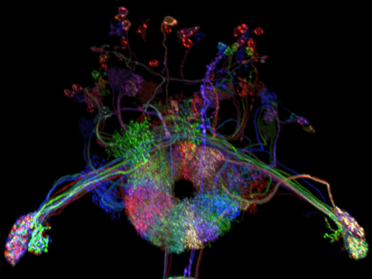 The Brain Cells That Guide Animals - Nautilus