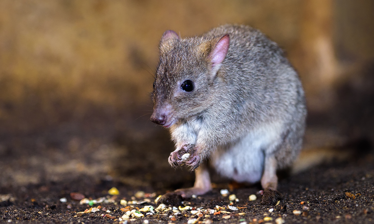 These Rabbit-Size Marsupials Have Chomping Superpowers